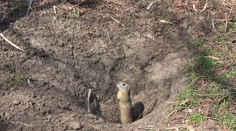 Home Marten Stock Footage ~ Royalty Free Stock Videos | Pond5