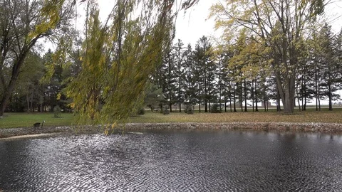 4K Weeping Willow Tree Branches Swaying ... | Stock Video | Pond5