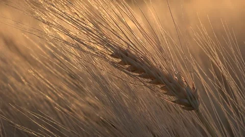4K Wheat Harvest in Sunset Ray Field Ear... | Stock Video | Pond5