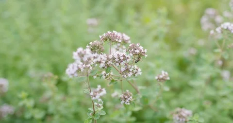 [4K] Wild bees climbing around on meadow... | Stock Video | Pond5