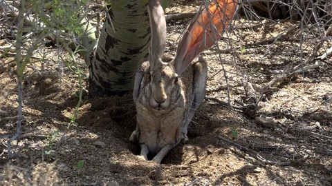 Wild Eyes Stock Footage ~ Royalty Free Stock Videos | Pond5