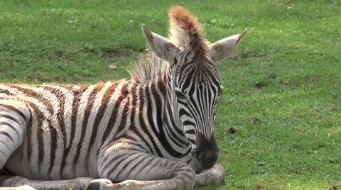 4k Young cute Zebra close up sitting on ... | Stock Video | Pond5