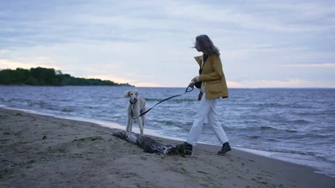 Dog Walk 5K Stock Videos – Royalty-Free HD & 4K Videos | Pond5