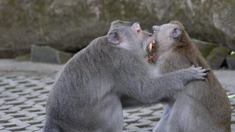Monkeys Fighting Stock Video Footage | Royalty Free Monkeys Fighting ...