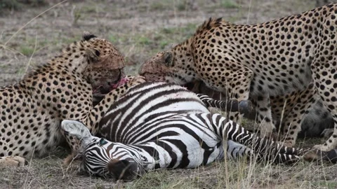 5 Cheetahs brothers feeds on zebra carca... | Stock Video | Pond5