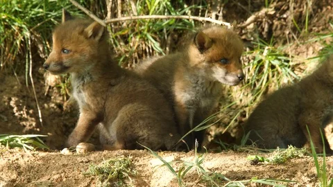 5 Red fox cubs locking out of den first ... | Stock Video | Pond5