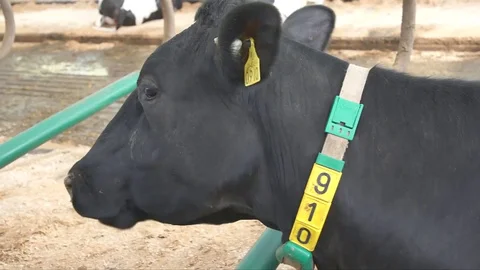 5G-connected cows test rural connectivit... | Stock Video | Pond5