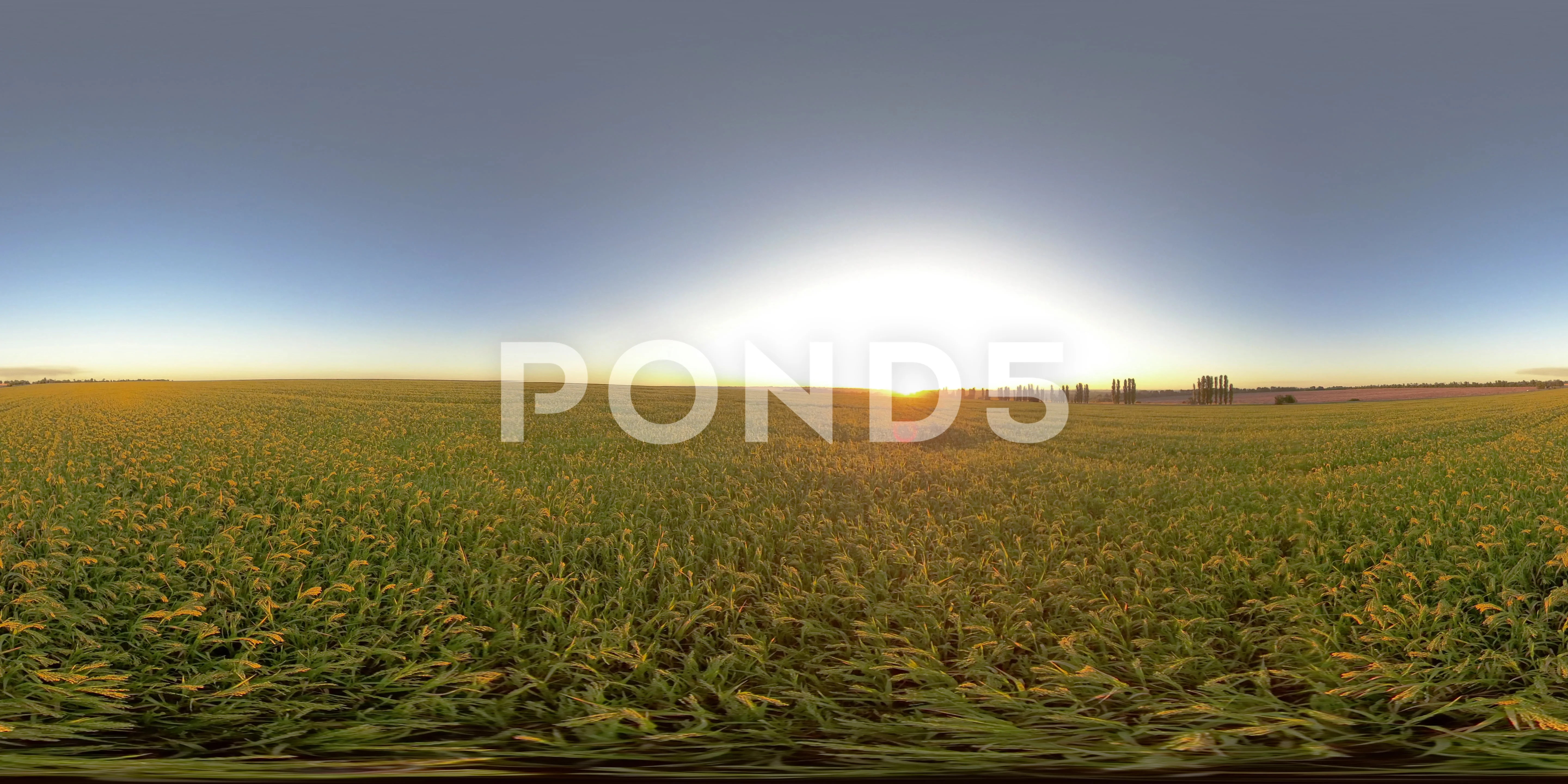Corn Field Hdri