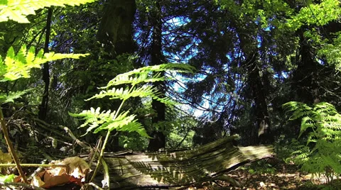 60fps - Ferns in a german forest | Stock Video | Pond5