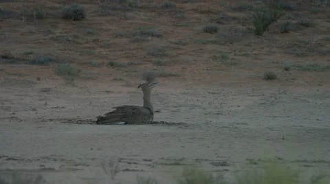 6K R3D - Kori Bustard - sitting on nest.... | Stock Video | Pond5