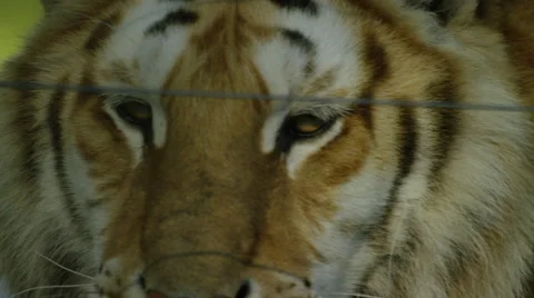 Tiger Second Face Stock Videos – Royalty-Free HD & 4K Videos