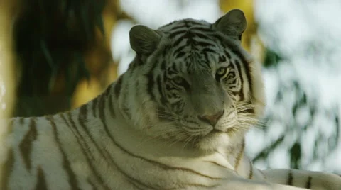 White Tiger 3D Stock Videos – Royalty-Free HD & 4K Videos | Pond5