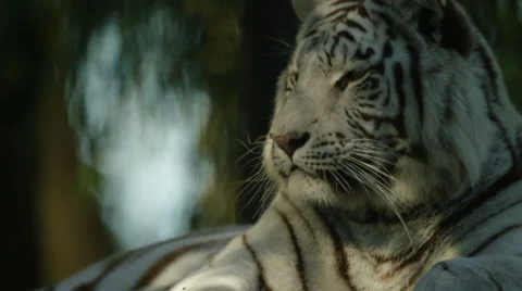 White Tiger 3D Stock Videos – Royalty-Free HD & 4K Videos | Pond5