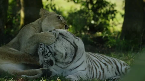 6K R3D - White Tiger - play fighting wit... | Stock Video | Pond5