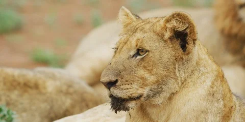 6K Raw - Lion - cub lying with pride, cl... | Stock Video | Pond5