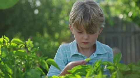 7 year old boy picks basil leaf and take... | Stock Video | Pond5