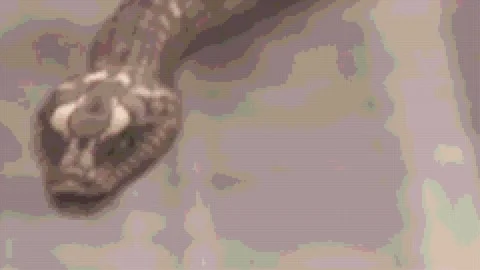 8 bit snakes background. 3d animation | Stock Video | Pond5