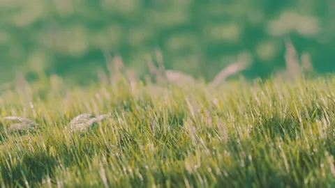 8K green grass field on hills background | Stock Video | Pond5