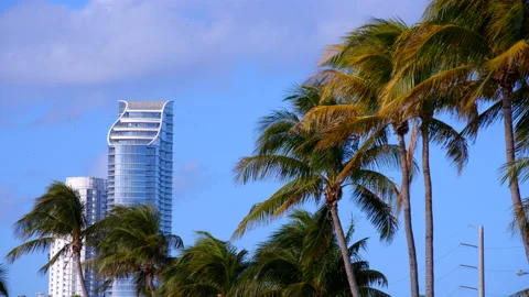 8k Miami Beach scene with palms and cond... | Stock Video | Pond5