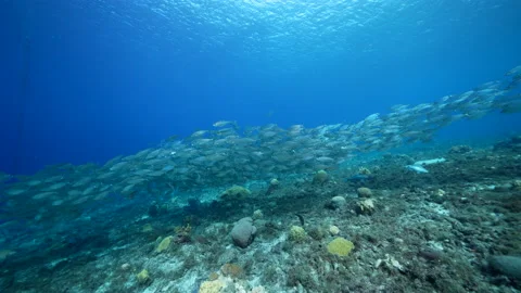 8K Seascape with Bait Ball, School of Fi... | Stock Video | Pond5