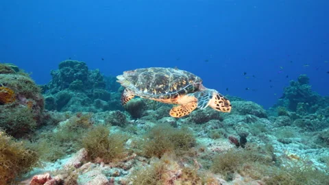 8K Seascape with Hawksbill Sea Turtle in... | Stock Video | Pond5