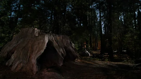 8K Sequoia Tree Tilt Up Moonlight Shadow... | Stock Video | Pond5