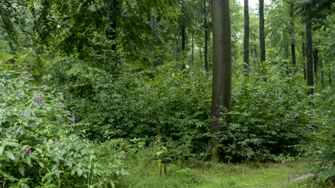 8k time lapse in a deciduous forest | Stock Video | Pond5