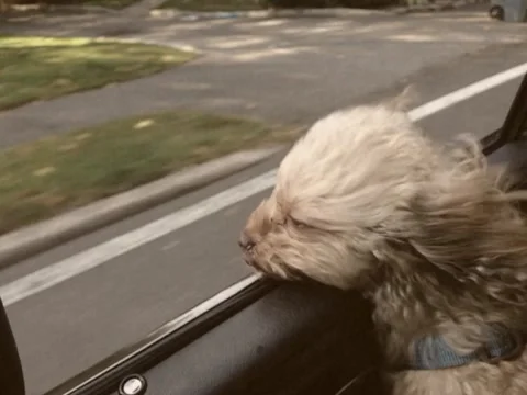 Dog Style Videos Stock Videos – Royalty-Free HD & 4K Videos