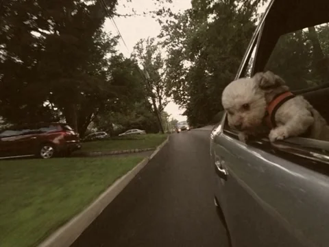 Dog Style Videos Stock Videos – Royalty-Free HD & 4K Videos