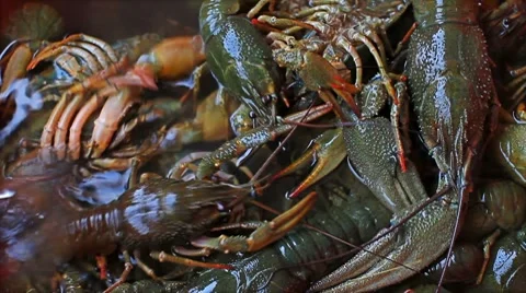 91 Live crawfish | Stock Video | Pond5