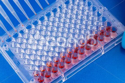 96 well plate for PCR processing, microbiological laboratory Stock ...