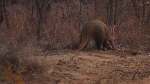 Game Food Game Stock Videos – Royalty-Free HD & 4K Videos