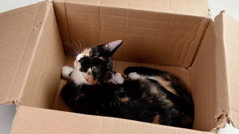Abandoned calico kitten in a cardboard b... | Stock Video | Pond5