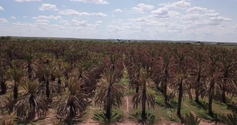 Abandoned date palm trees farm in southe... | Stock Video | Pond5