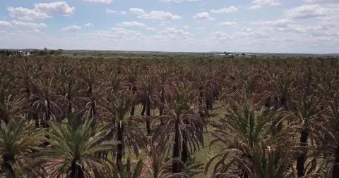 Abandoned date palm trees farm in southe... | Stock Video | Pond5