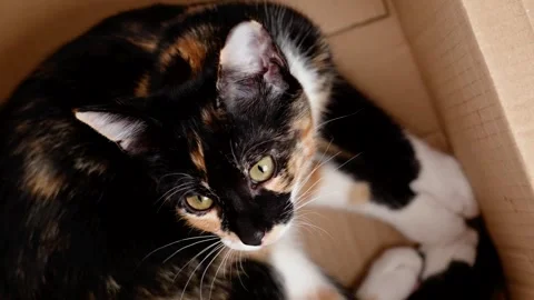 Abandoned tricolor calico kitten in a ca... | Stock Video | Pond5