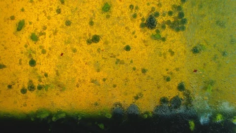 Abstract green blob and fast bubbles sci... | Stock Video | Pond5
