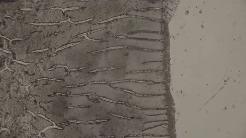 4K Microscope Stock Footage ~ Royalty Free Stock Videos | Pond5