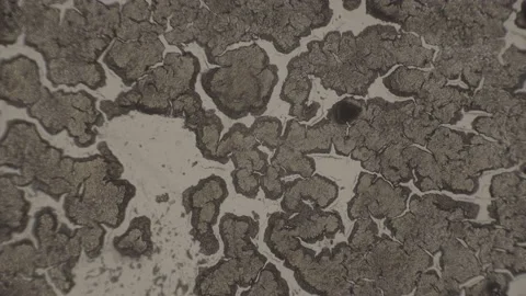 4K Microscope Stock Footage ~ Royalty Free Stock Videos | Pond5