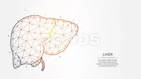 Abstract polygonal vector illustration of a human liver on a light ...