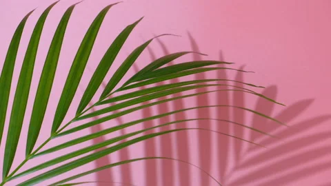 Pink Shadow Background Stock Videos – Royalty-Free HD & 4K Videos | Pond5
