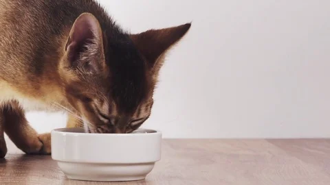 Abyssinian Stock Video Footage | Royalty Free Abyssinian Videos | Pond5