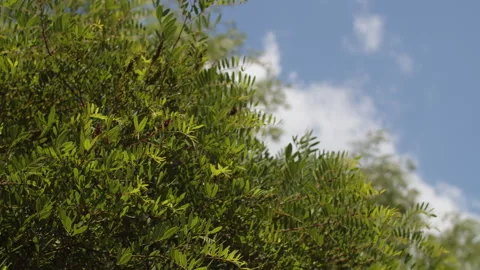 Acacia branches swaying in the wind clos... | Stock Video | Pond5