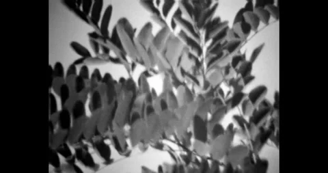 Acacia branches swaying in the wind. Mov... | Stock Video | Pond5