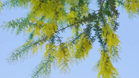 Acacia Stock Videos – Royalty-Free HD & 4K Videos | Pond5