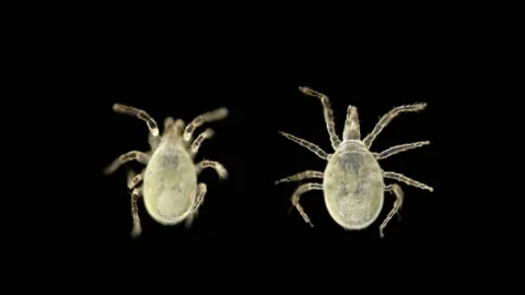 Acari, a saprophage mite, under a micros... | Stock Video | Pond5