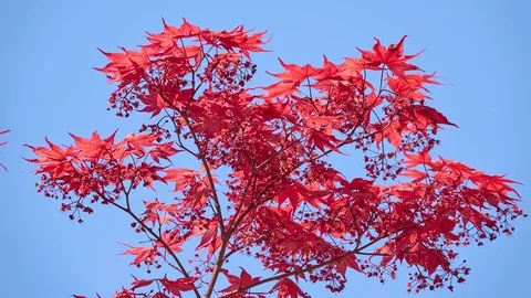 Acer palmatum, commonly known as red emp... | Stock Video | Pond5