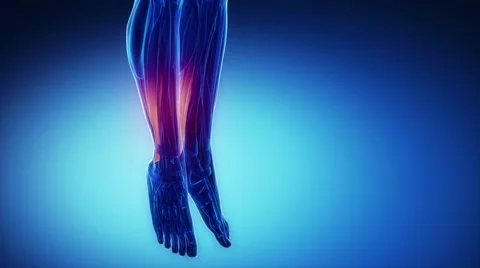 Achilles - muscular anatomy in detail | Stock Video | Pond5