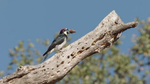 Acorn Woodpecker Stock Video Footage | Royalty Free Acorn Woodpecker ...