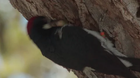 Acorn woodpecker on granary tree | Stock Video | Pond5